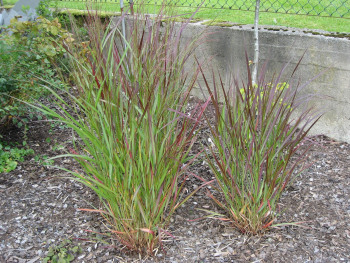 Prydgress i med eleganse - Molinia caerulea 'Heidebraut' - Furulunden