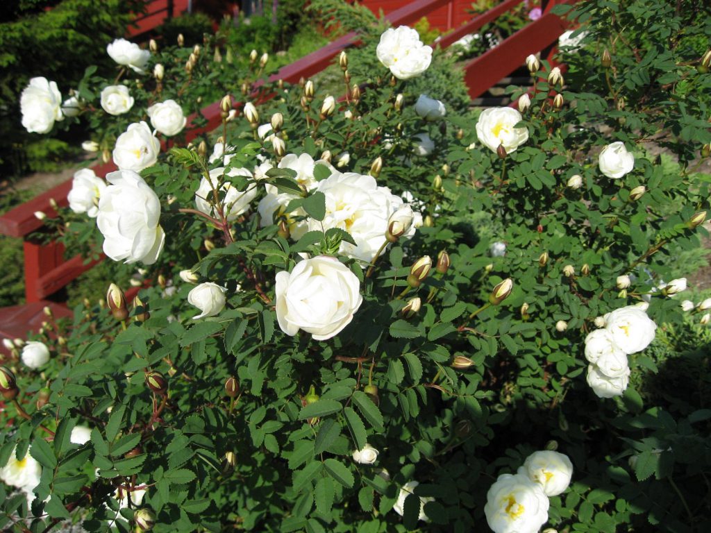 Hvit, vakker rose - det gleder jeg meg til! - Furulunden