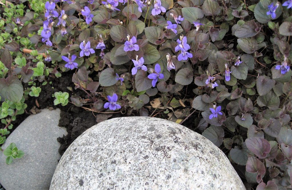 Tips til 20 fine vårblomster du kan sette i krukker nå - Furulunden